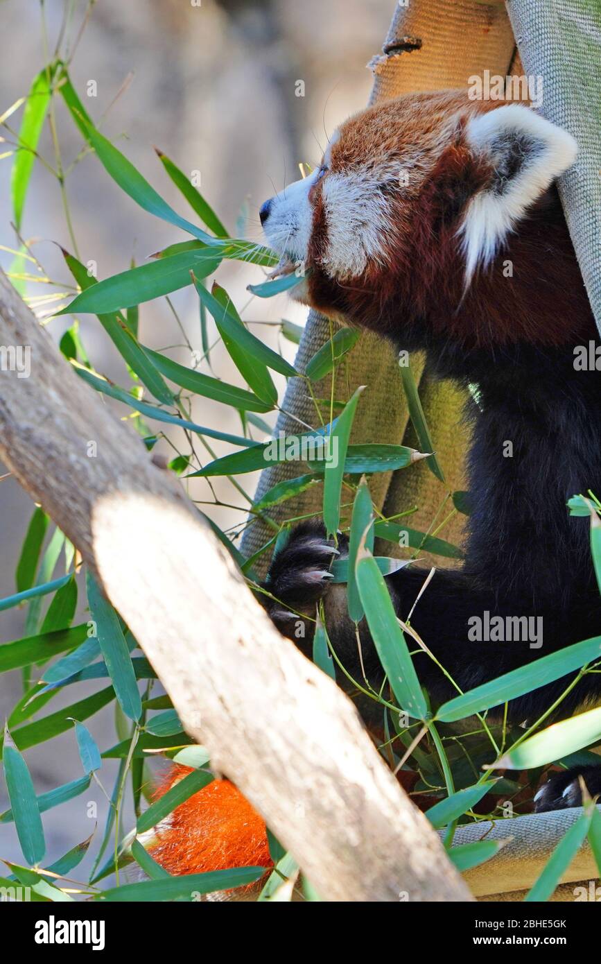 Red panda eating bamboo leaves hi-res stock photography and images - Alamy