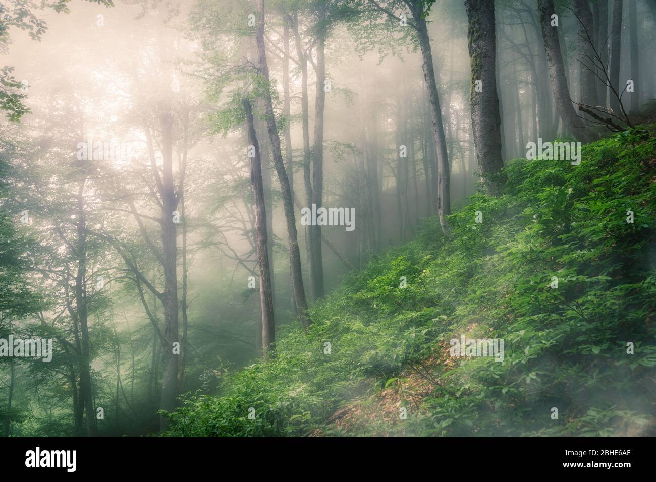 Mystical forest on a mountainside in heavy fog. Forest atmosphere with ...