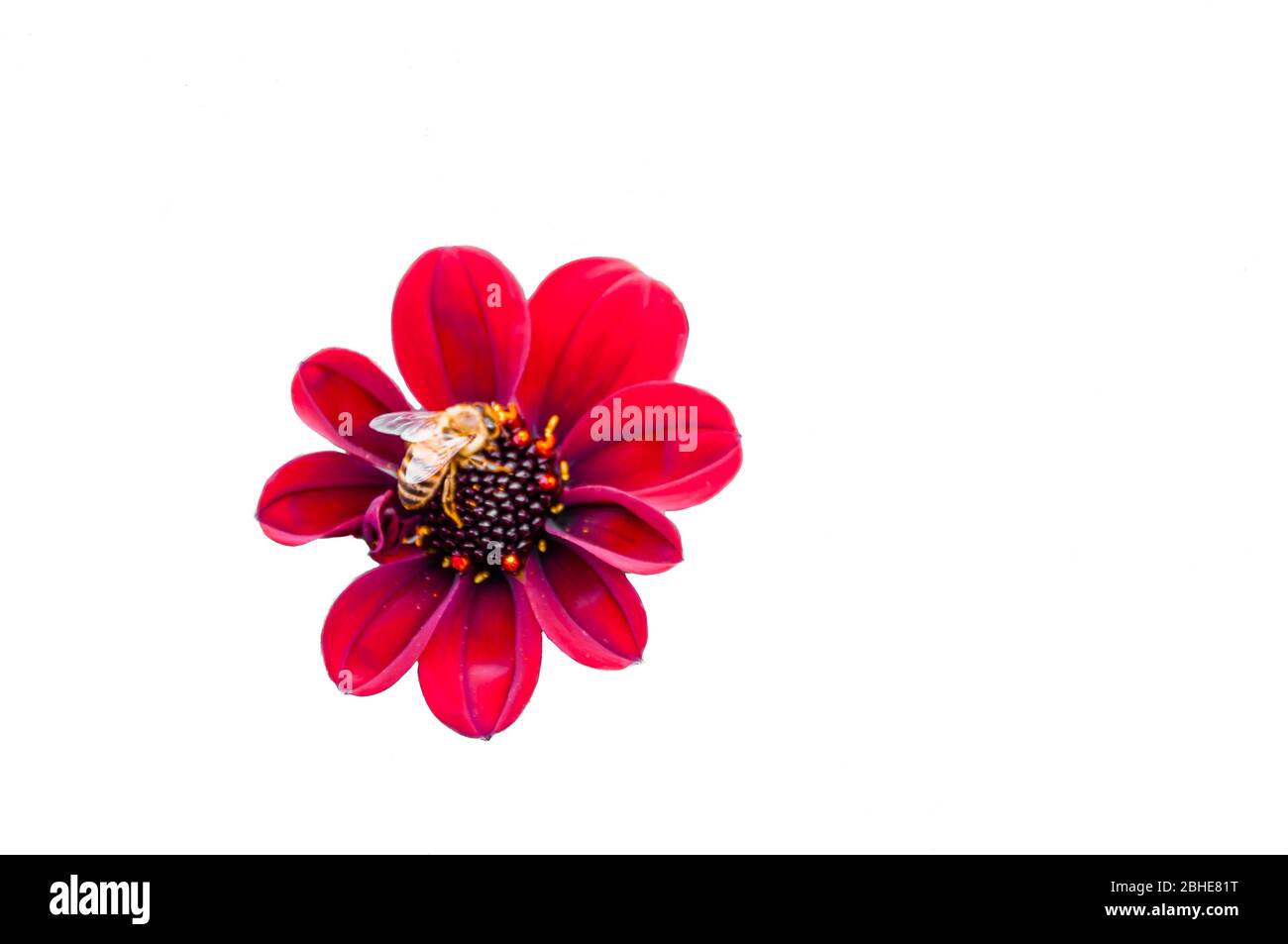 Flowers growing box Cut Out Stock Images & Pictures - Alamy