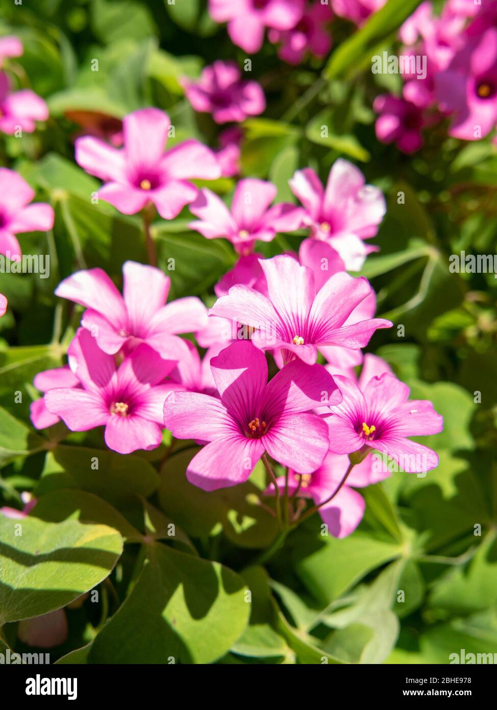Perwinkle hi-res stock photography and images - Alamy