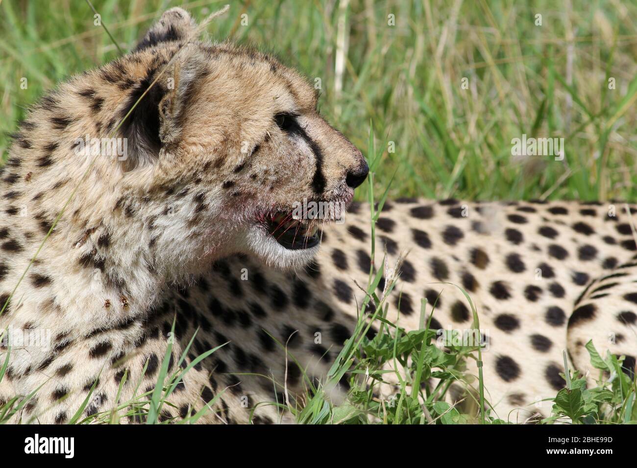 Cheetah with bloody face hi-res stock photography and images - Alamy