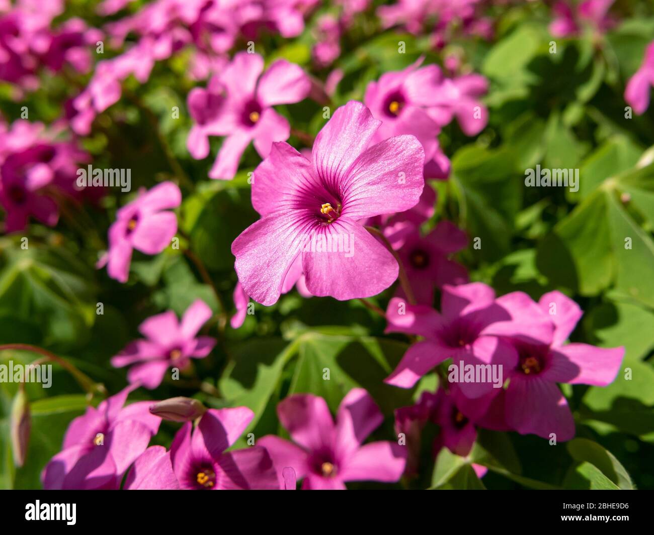 Close-up of a pink perwinkle flower Stock Photo - Alamy