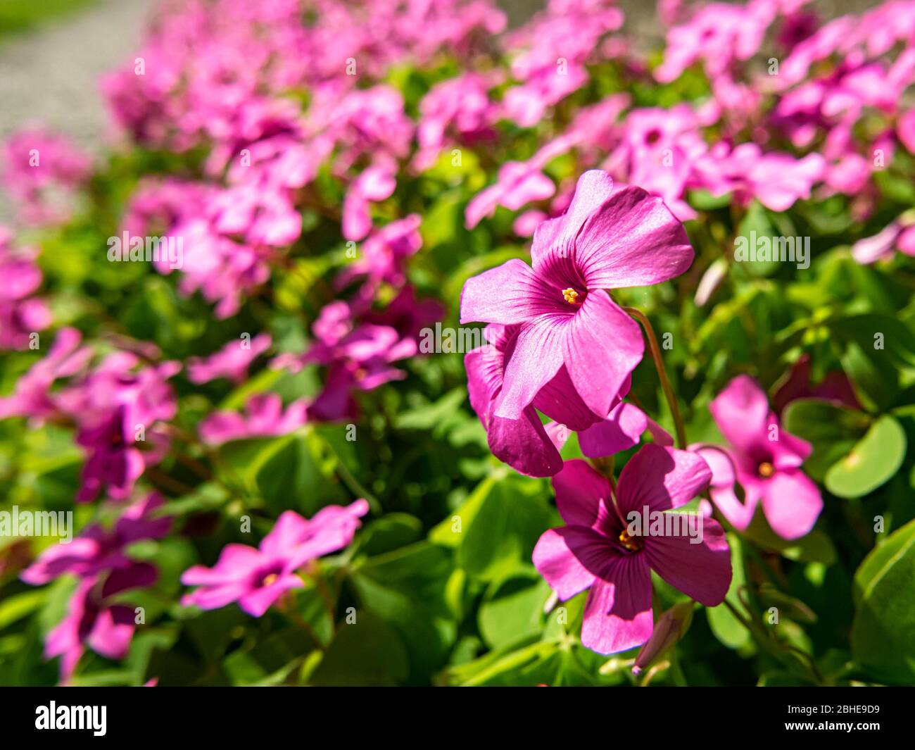 Close-up of a pink perwinkle flower Stock Photo - Alamy