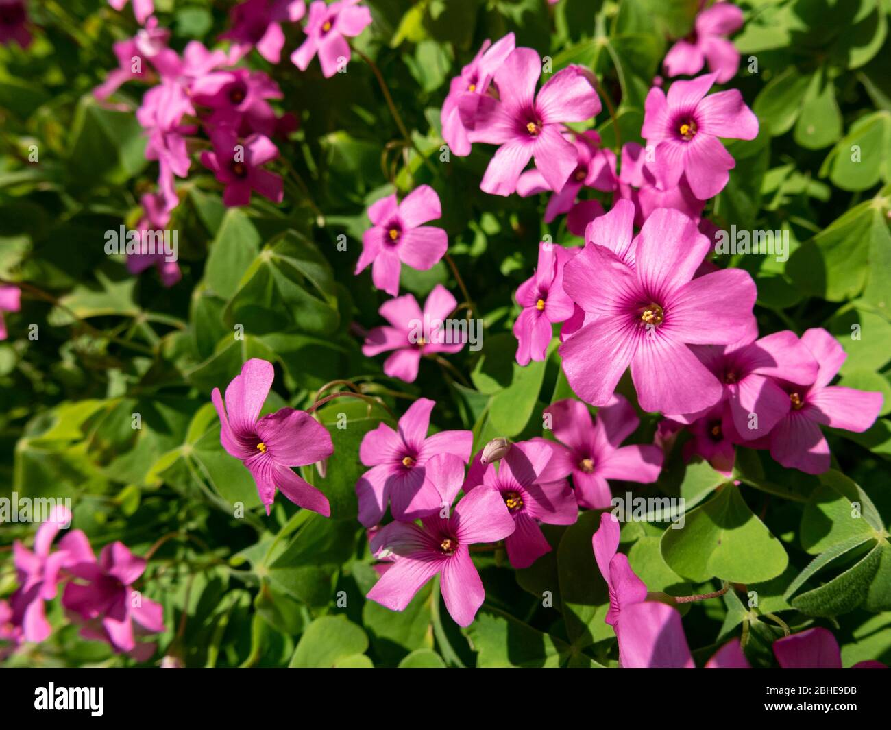 Close-up of a pink perwinkle flower Stock Photo - Alamy