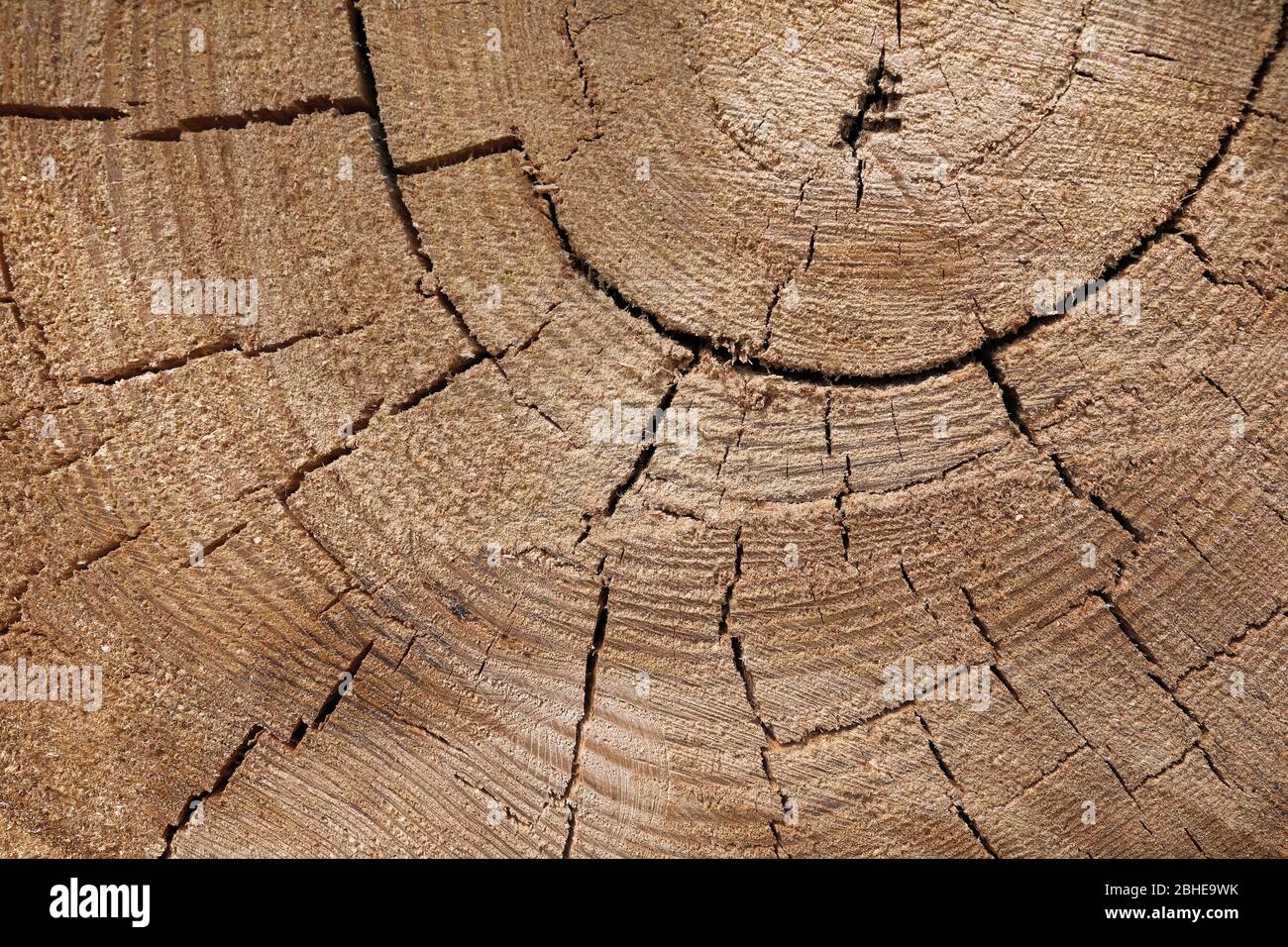 Wooden texture of a tree trunk with beautiful golden shades Stock Photo ...