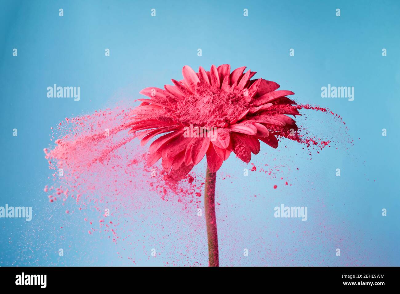 Flower with pink powder on blue background. Explosion cloud. Colorful ...