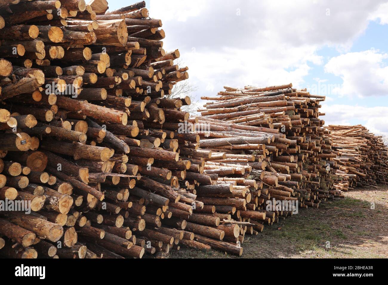 Side view of commercial timber, pine tree logs after clear cut of ...