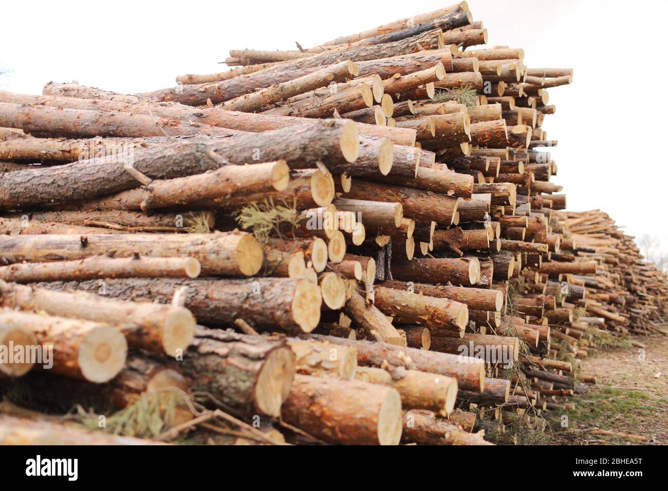 Side view of commercial timber, pine tree logs after clear cut of ...