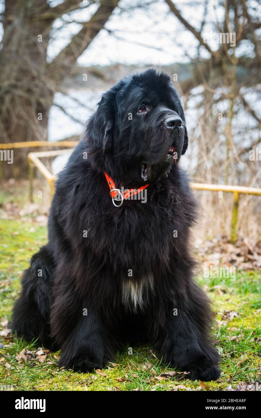 Giant Black Dog