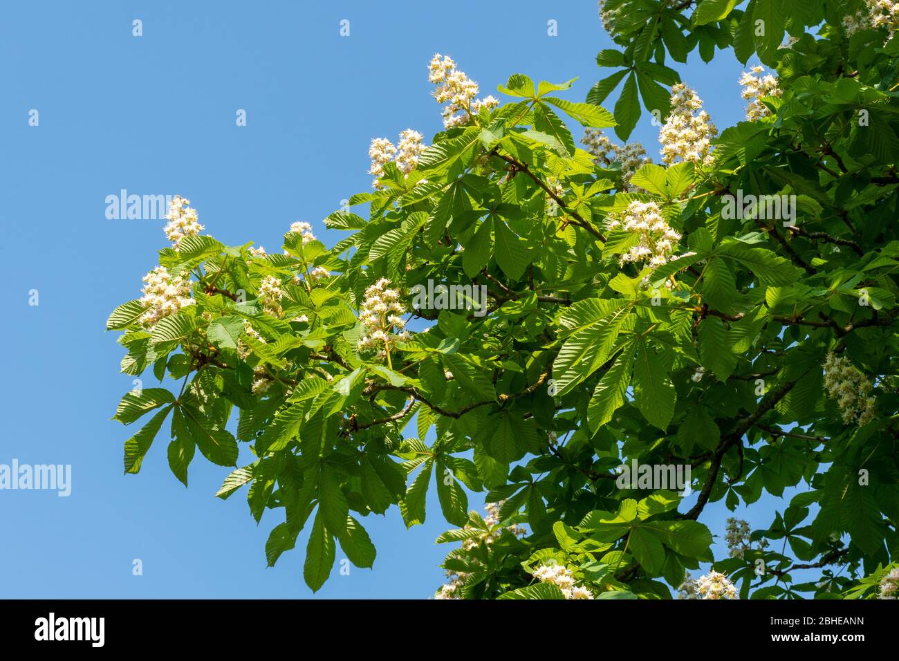 Flowering horse chestnut tree hi-res stock photography and images - Alamy