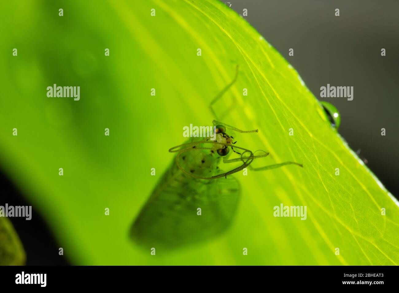 Chrysoperla carnea, known as the common green lacewing, is an insect in ...