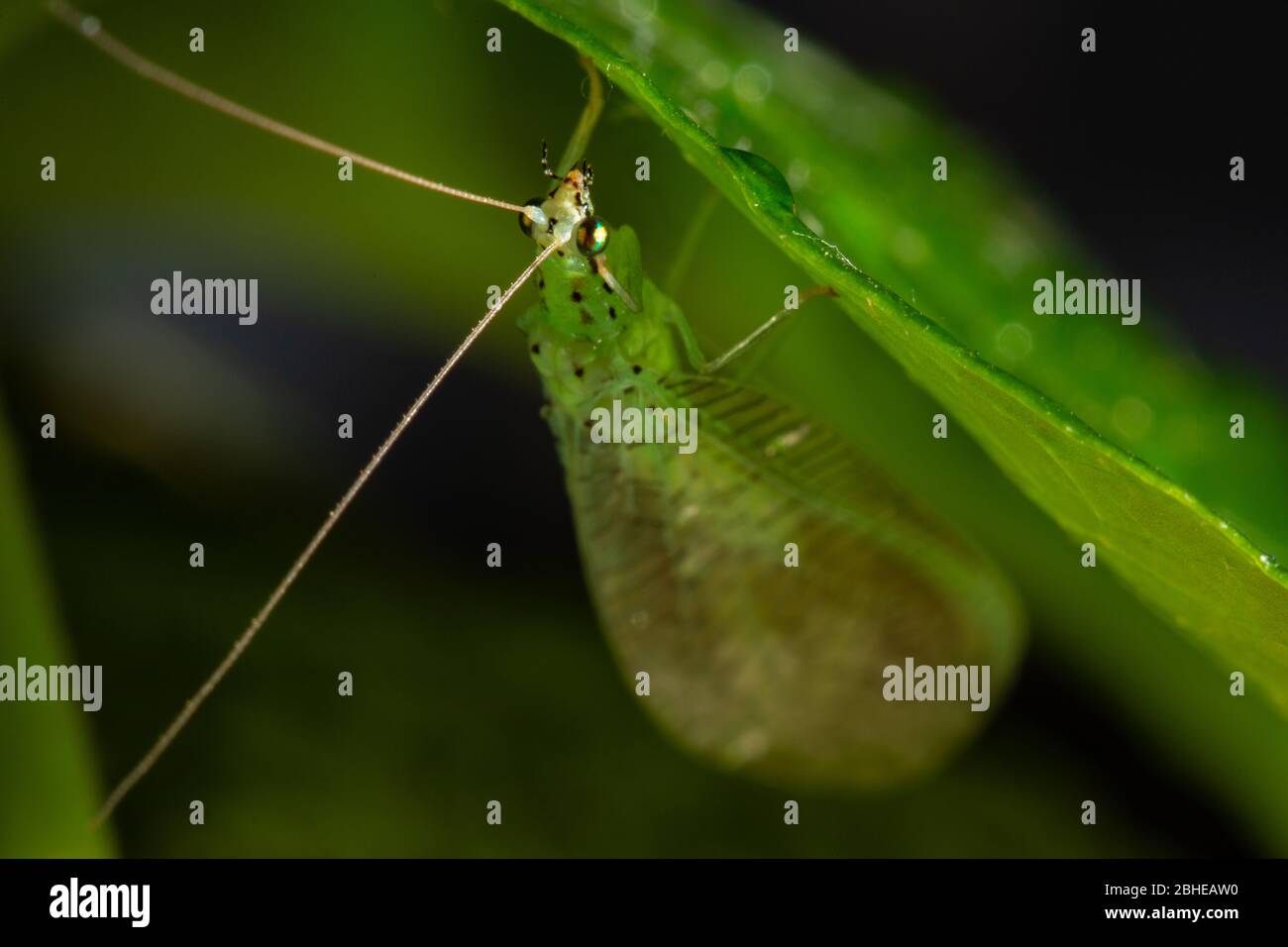 Chrysoperla carnea, known as the common green lacewing, is an insect in ...