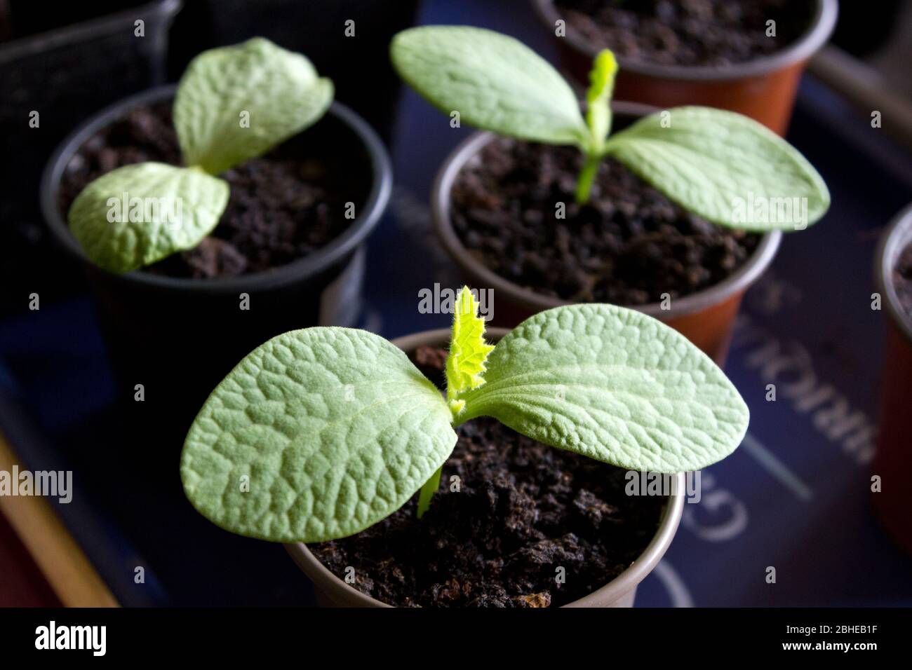 Squash seedlings hi-res stock photography and images - Alamy