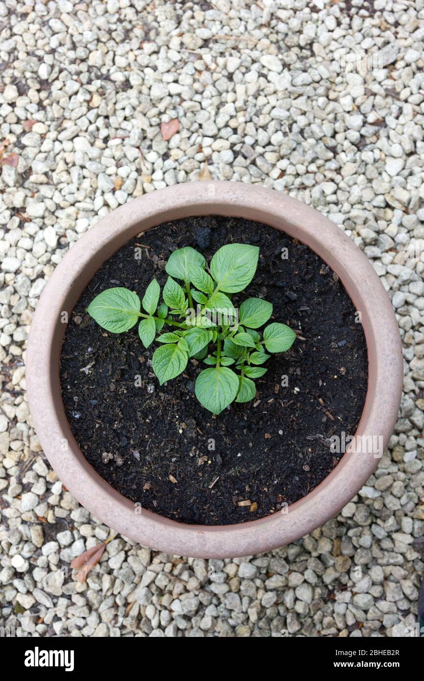 First early potato hi-res stock photography and images - Alamy