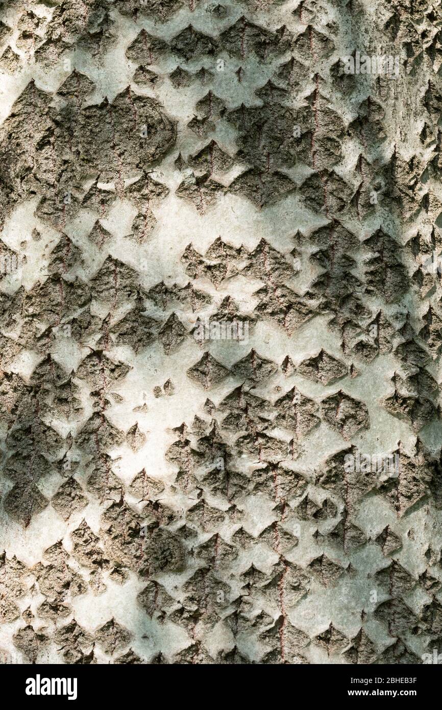 White poplar (Populus alba) tree bark with diamond-shaped fissures ...