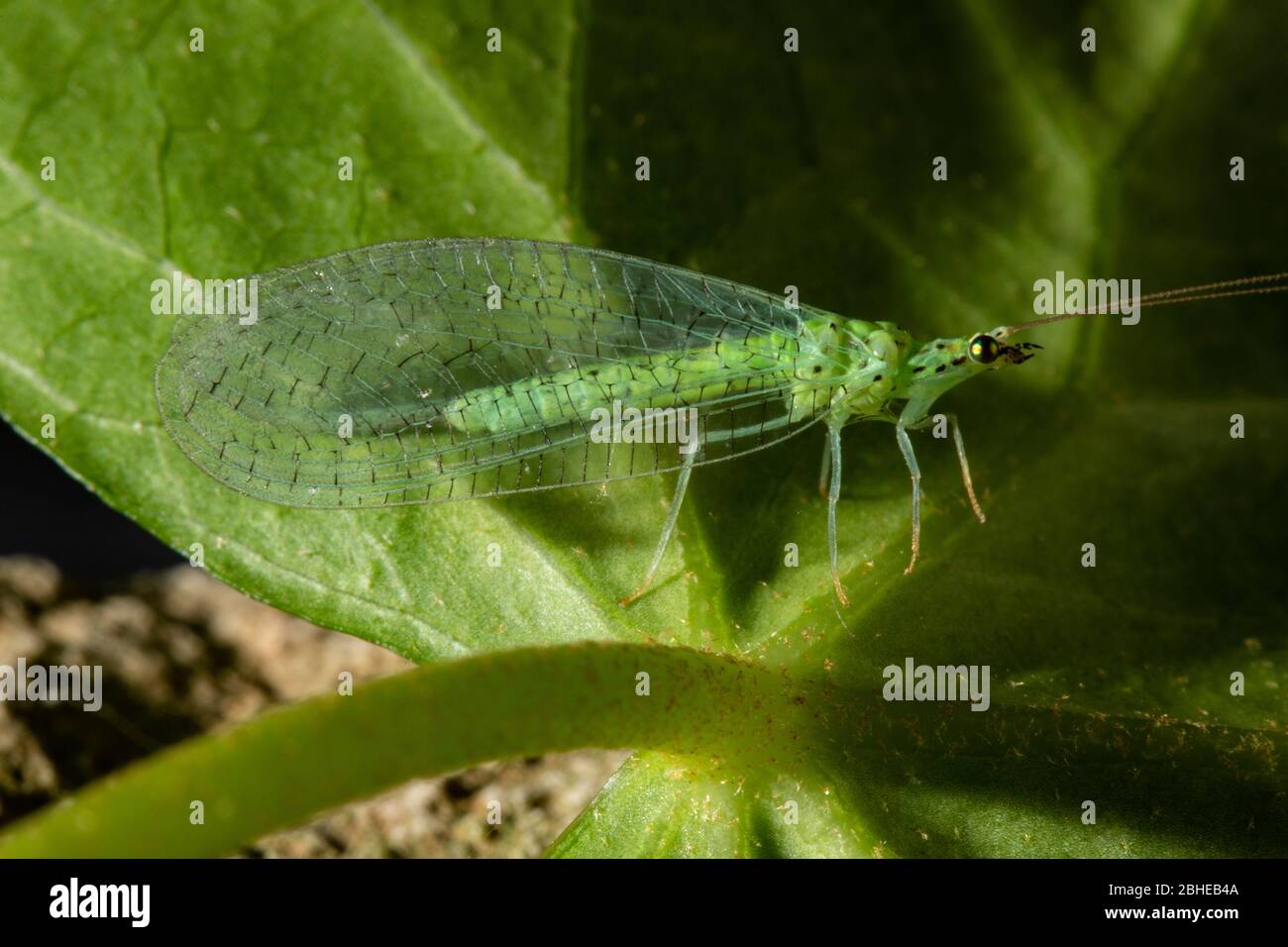 Chrysoperla carnea, known as the common green lacewing, is an insect in ...
