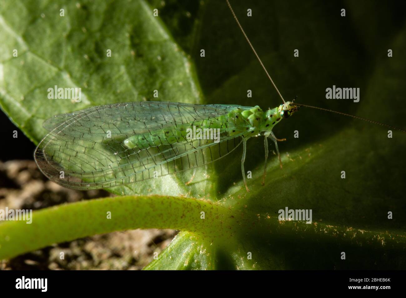 Chrysoperla carnea, known as the common green lacewing, is an insect in ...