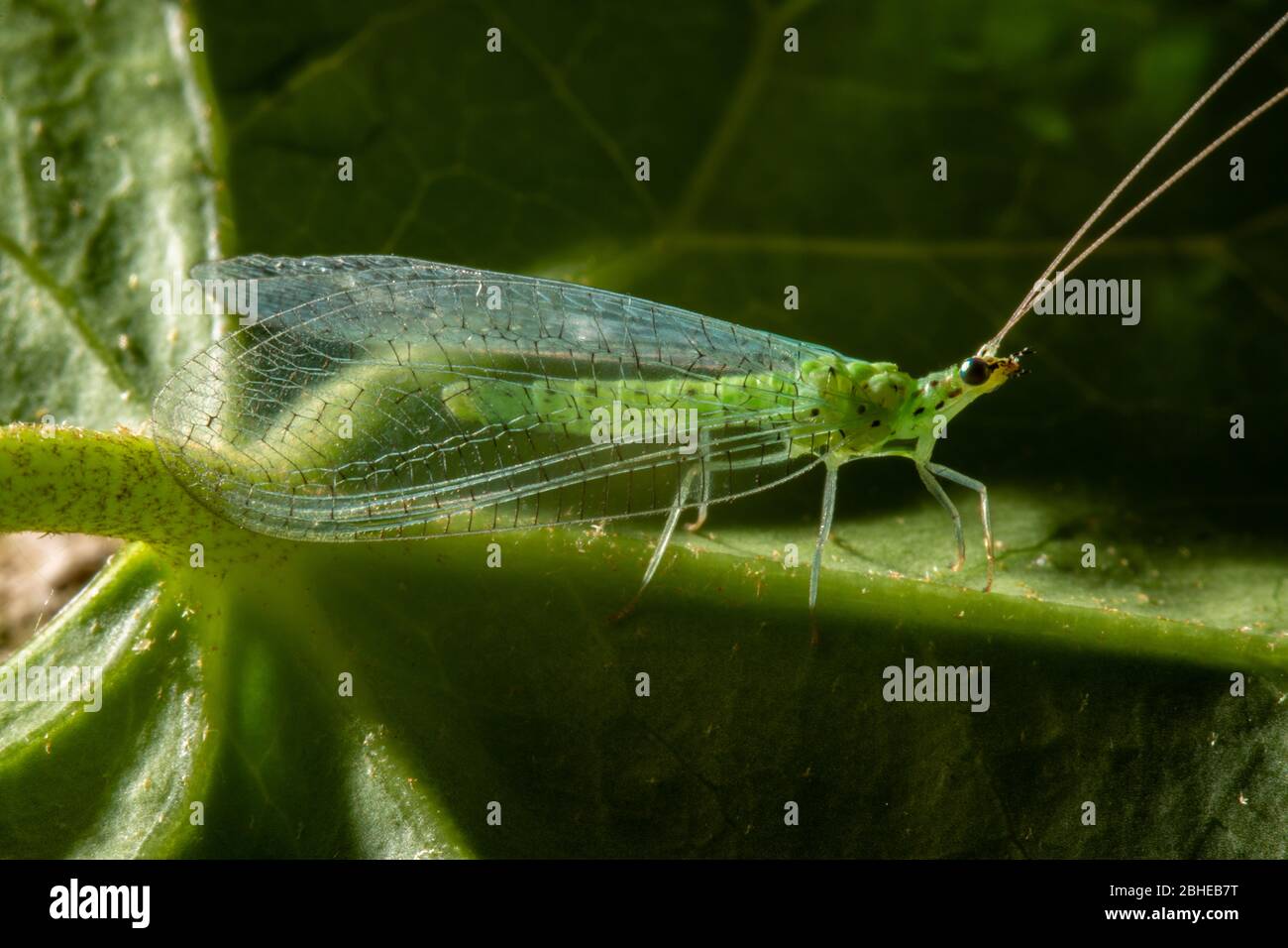 Chrysoperla carnea, known as the common green lacewing, is an insect in ...