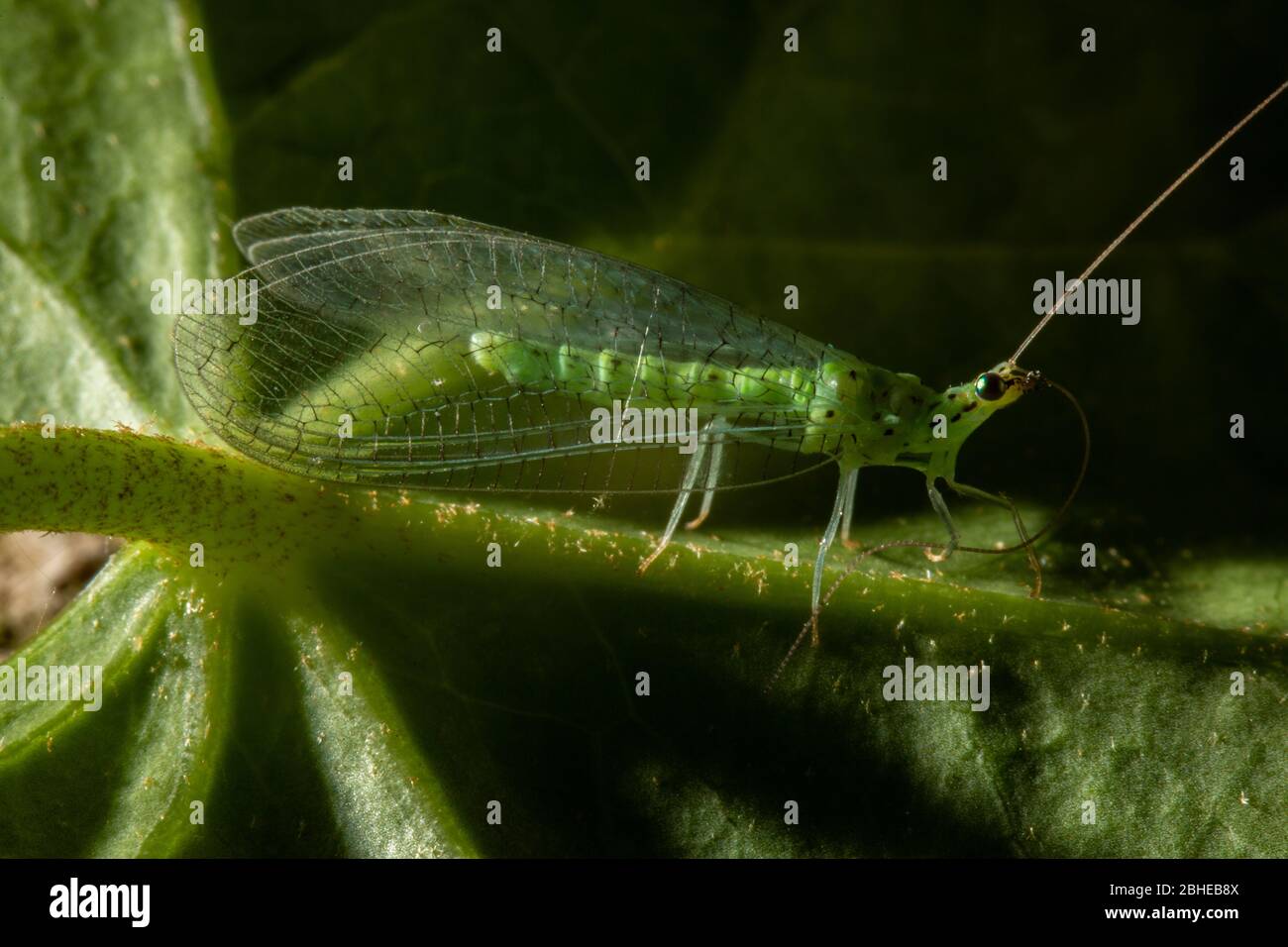 Chrysoperla carnea, known as the common green lacewing, is an insect in ...
