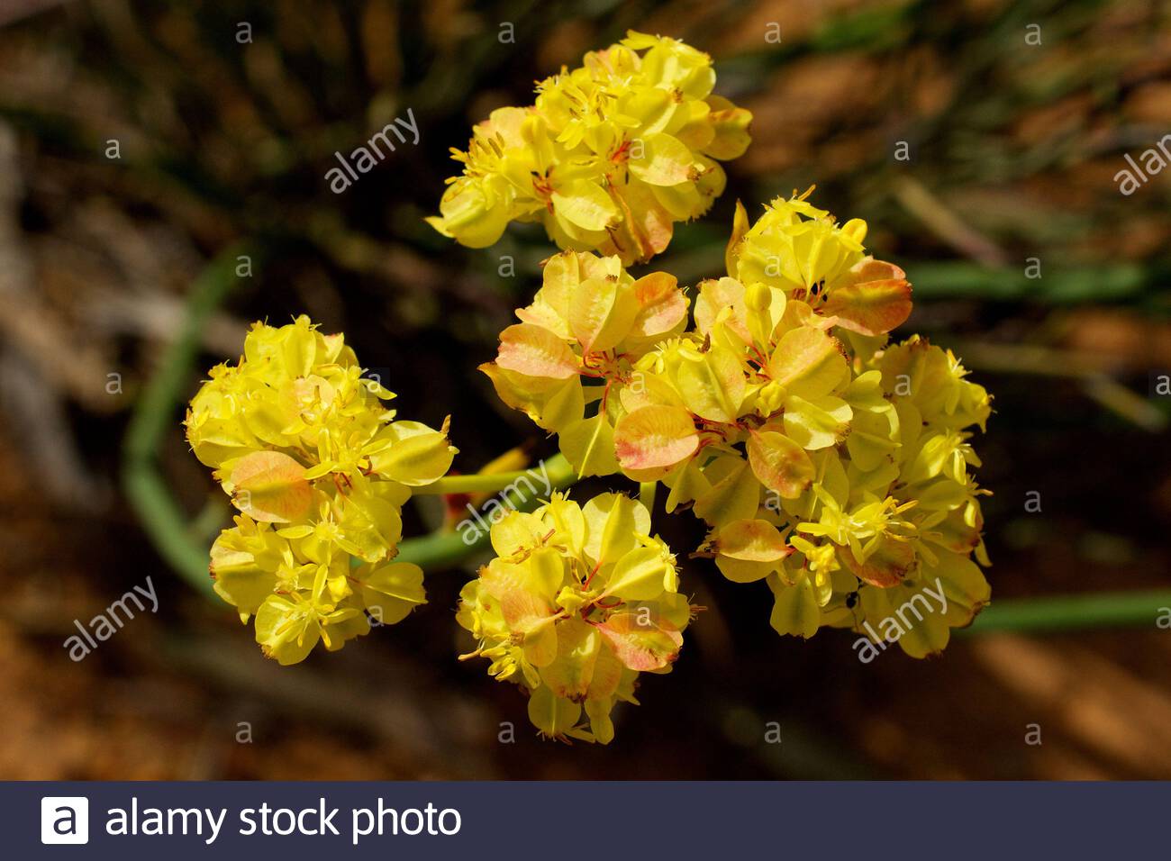 Central Western Australia High Resolution Stock Photography and Images ...