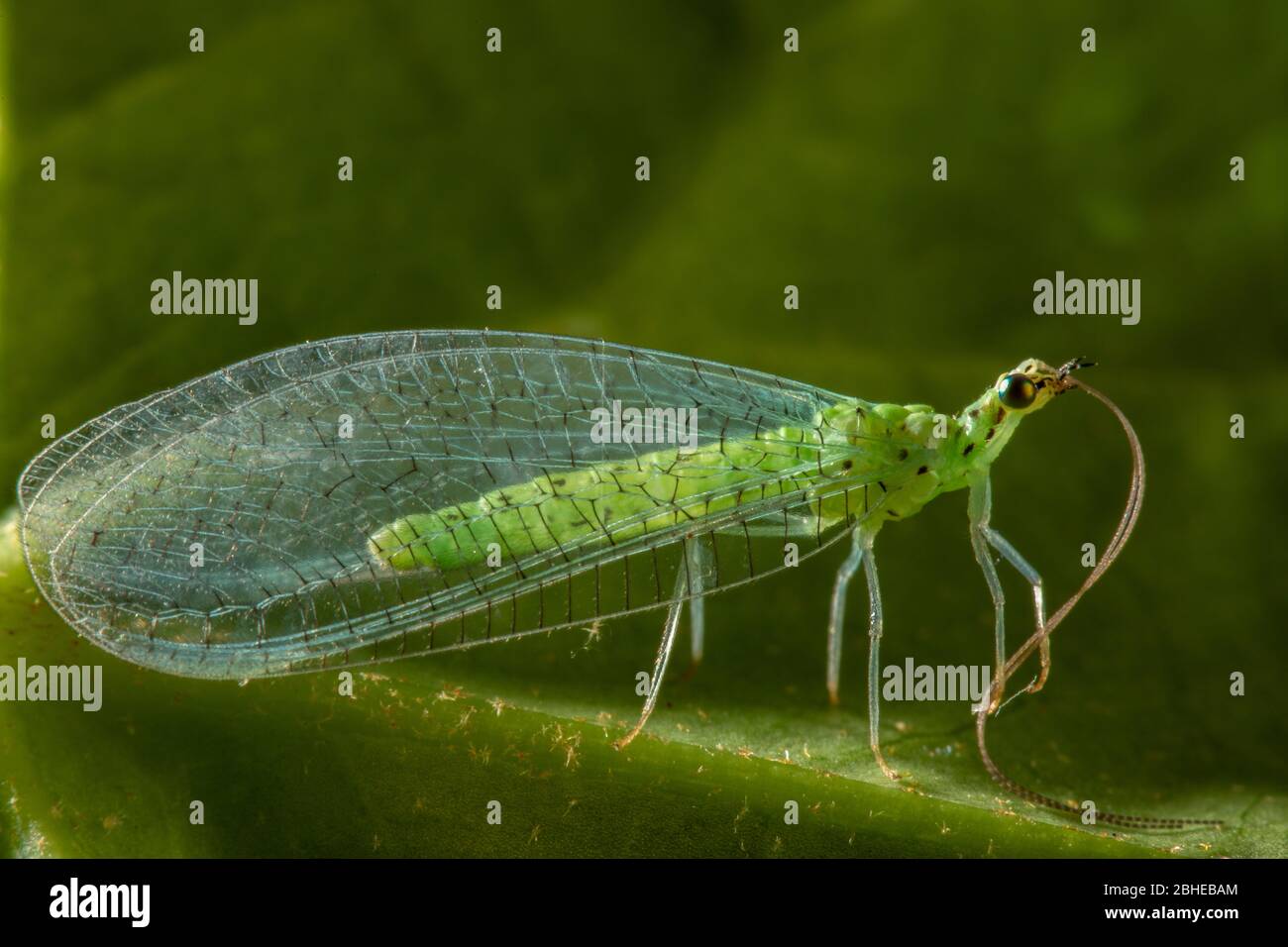 Chrysoperla carnea, known as the common green lacewing, is an insect in ...