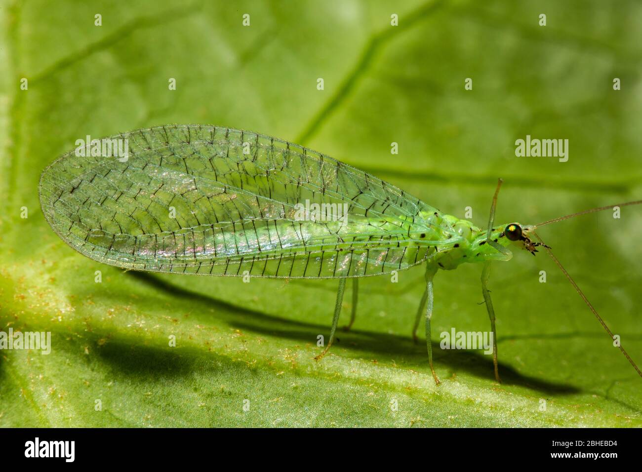 Chrysoperla carnea, known as the common green lacewing, is an insect in ...