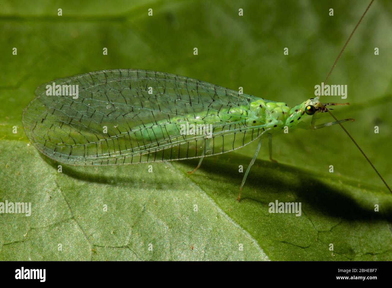 Chrysoperla carnea, known as the common green lacewing, is an insect in ...