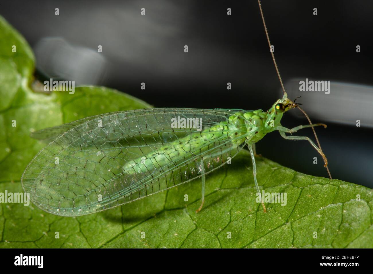 Chrysoperla carnea, known as the common green lacewing, is an insect in ...