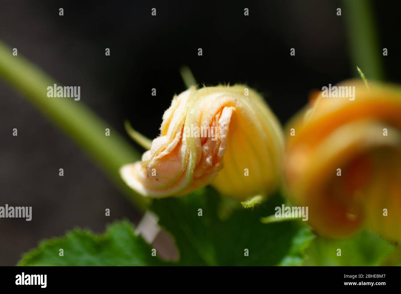 Home Grown Organic yellow Courgette Growing on a Plant on an Allotment ...