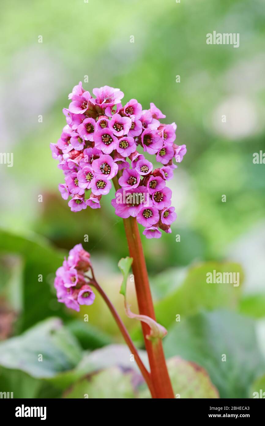 Purple medical, flower Bergenia Cordifolia on the green background ...