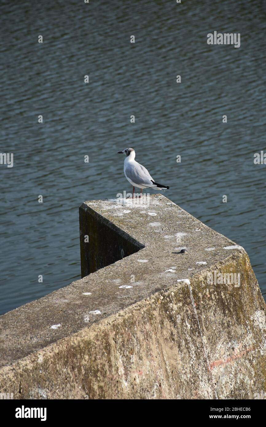The river seagull stands still and looks toward the river Stock Photo ...