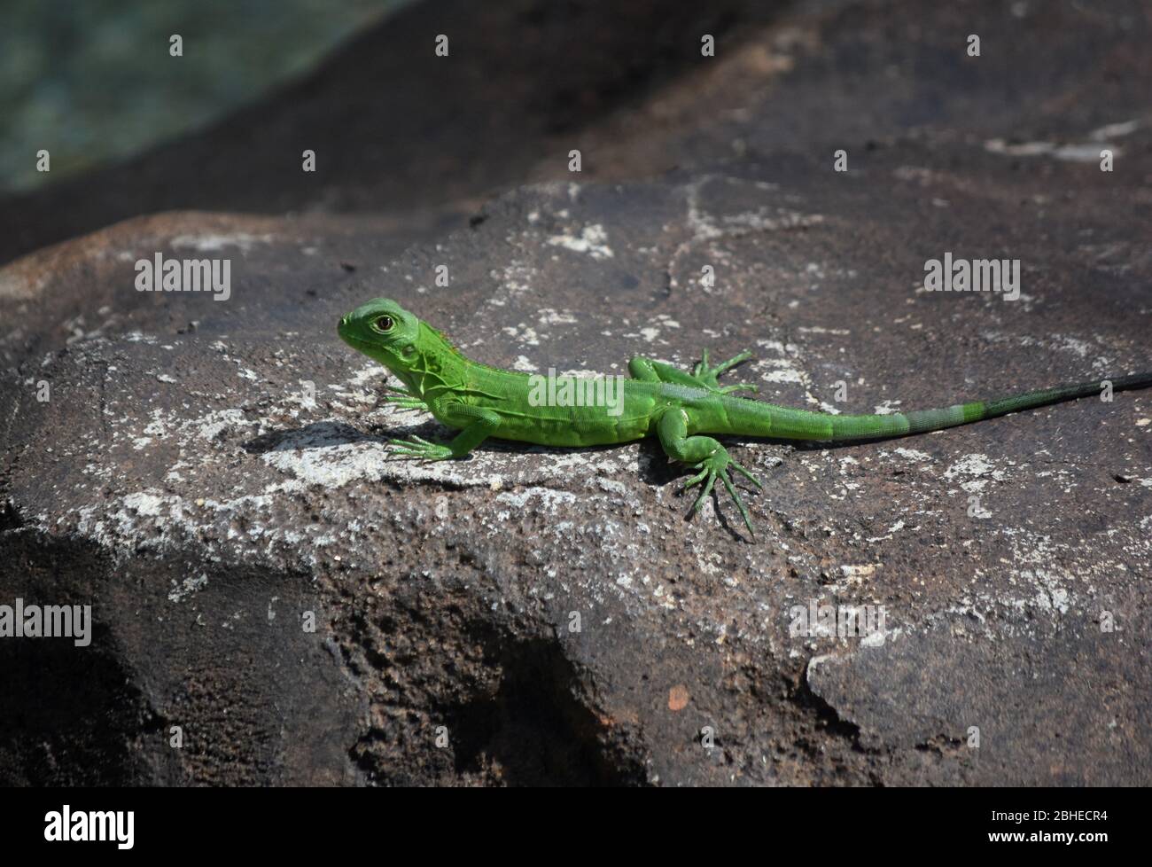 Cute Baby Iguanas