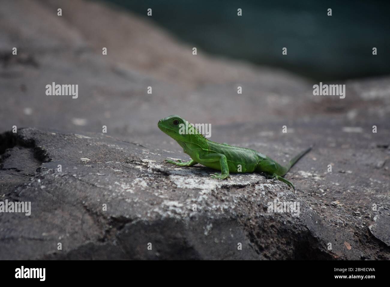 Green lizard sun bathing on a large rock Stock Photo - Alamy
