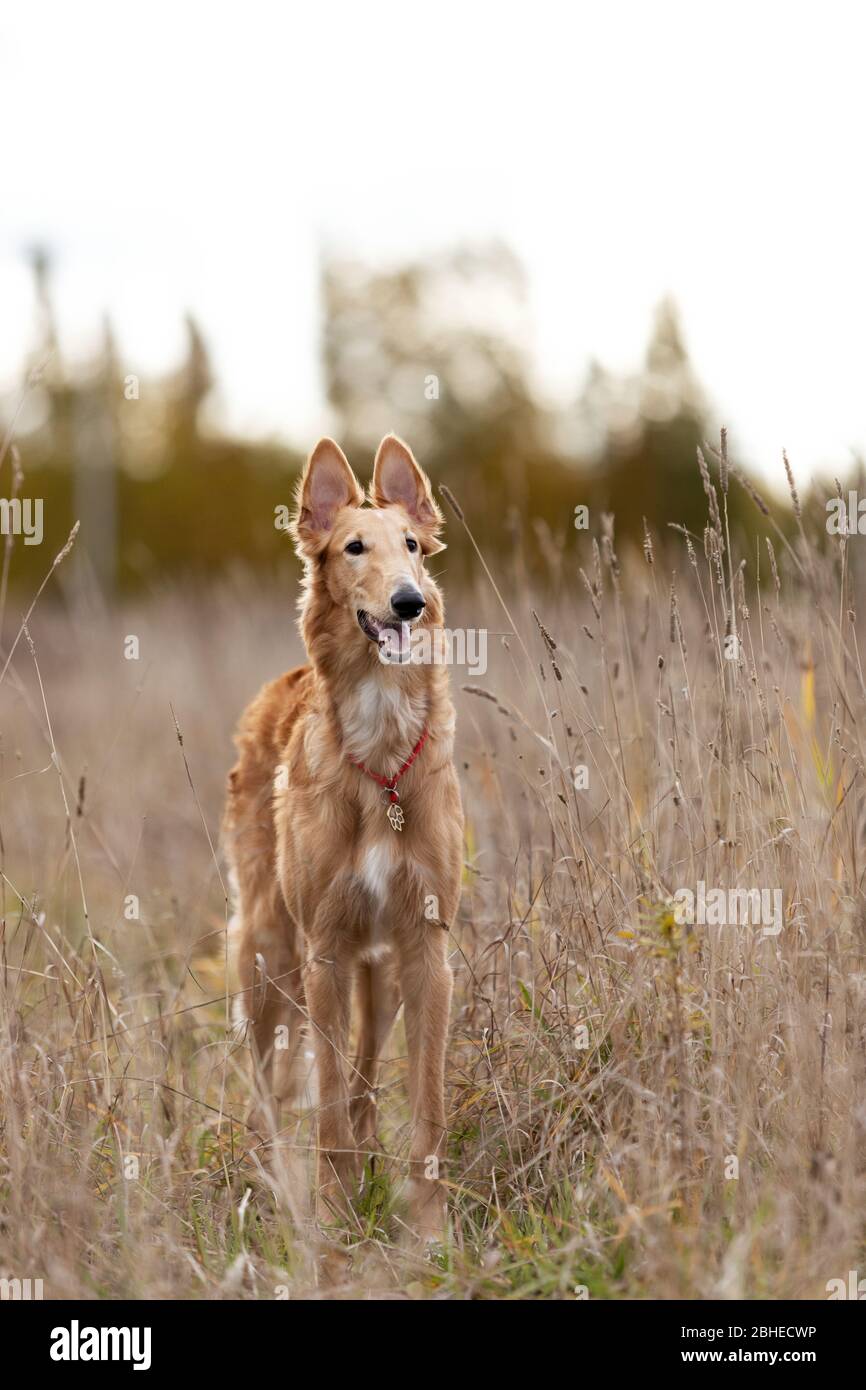 Red puppy of borzoi walks outdoor at summer day, russian sighthound ...