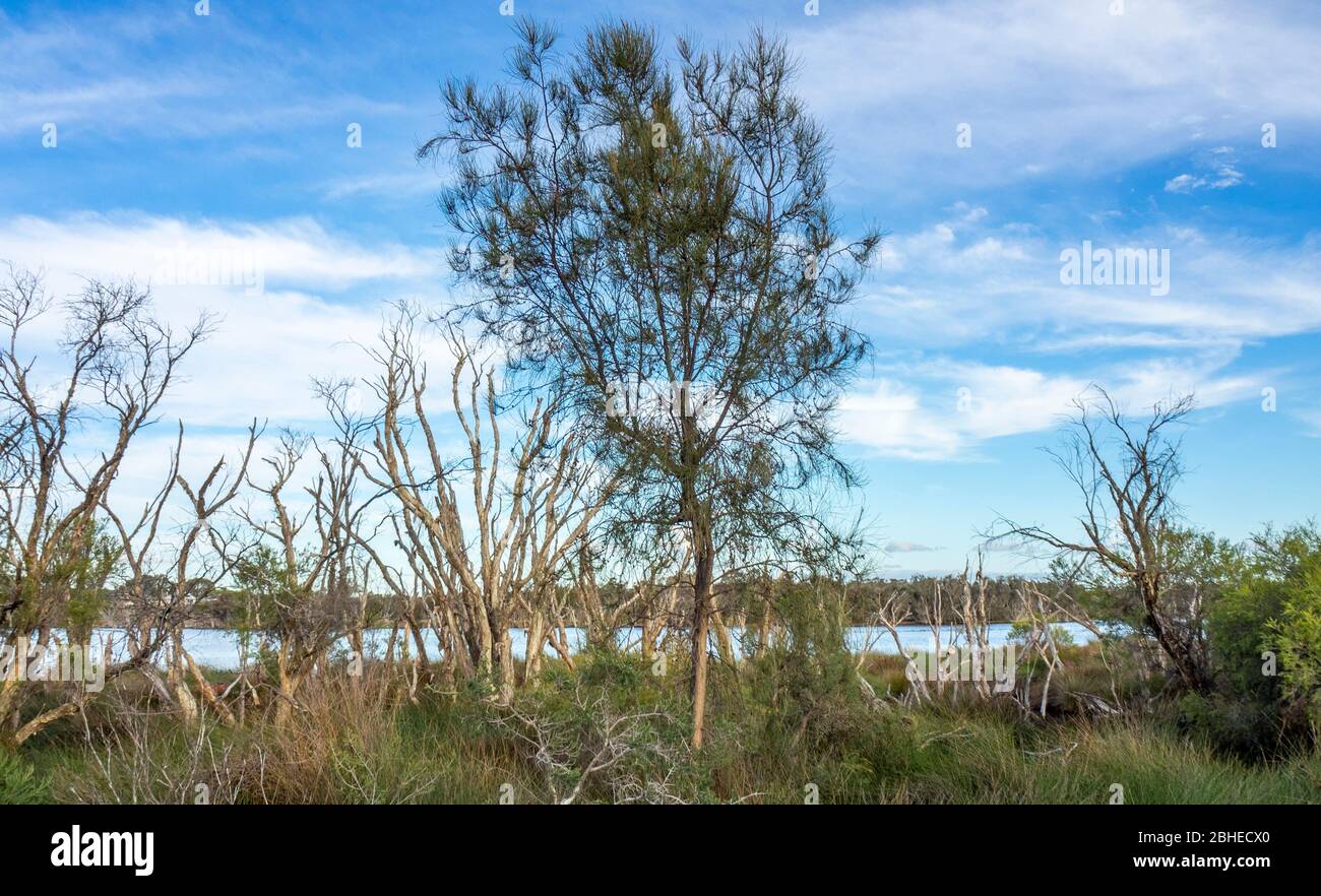 Baigup Wetlands river flats vegetation beside the Swan River Perth ...