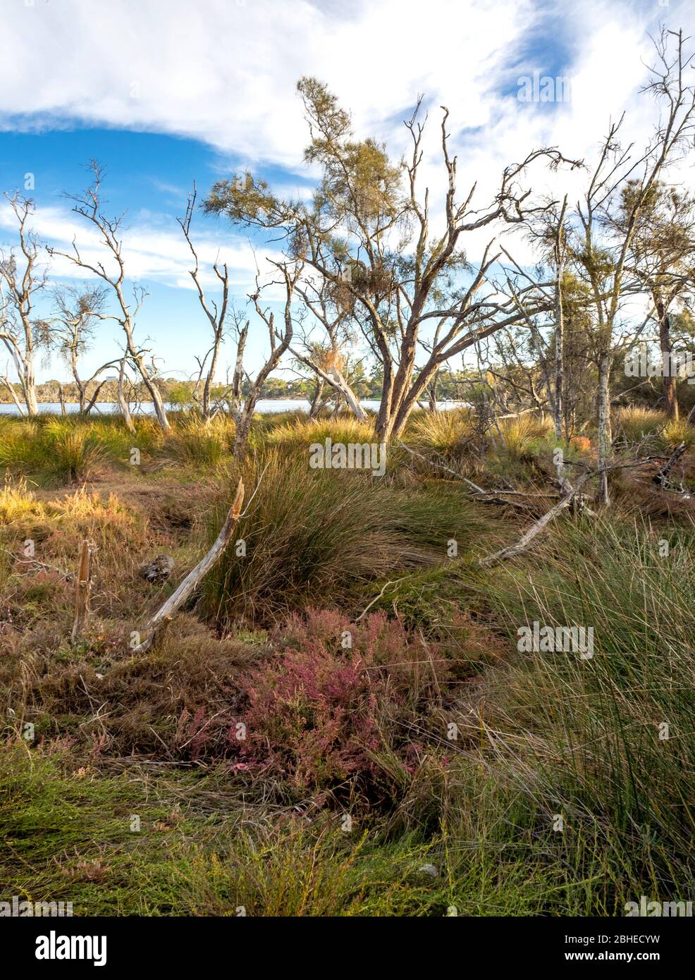 Baigup Wetlands river flats vegetation beside the Swan River Perth ...