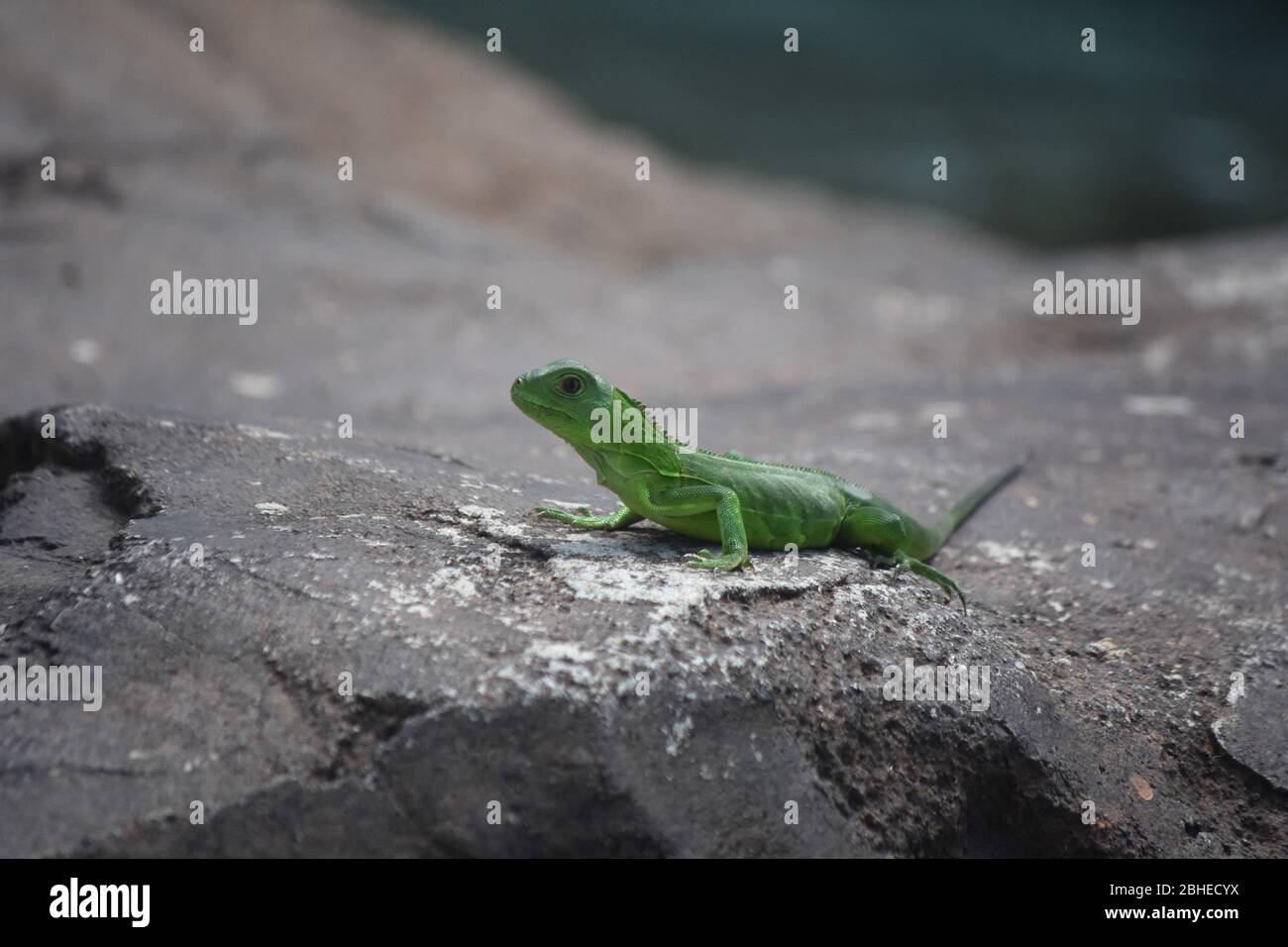Cute Baby Iguanas