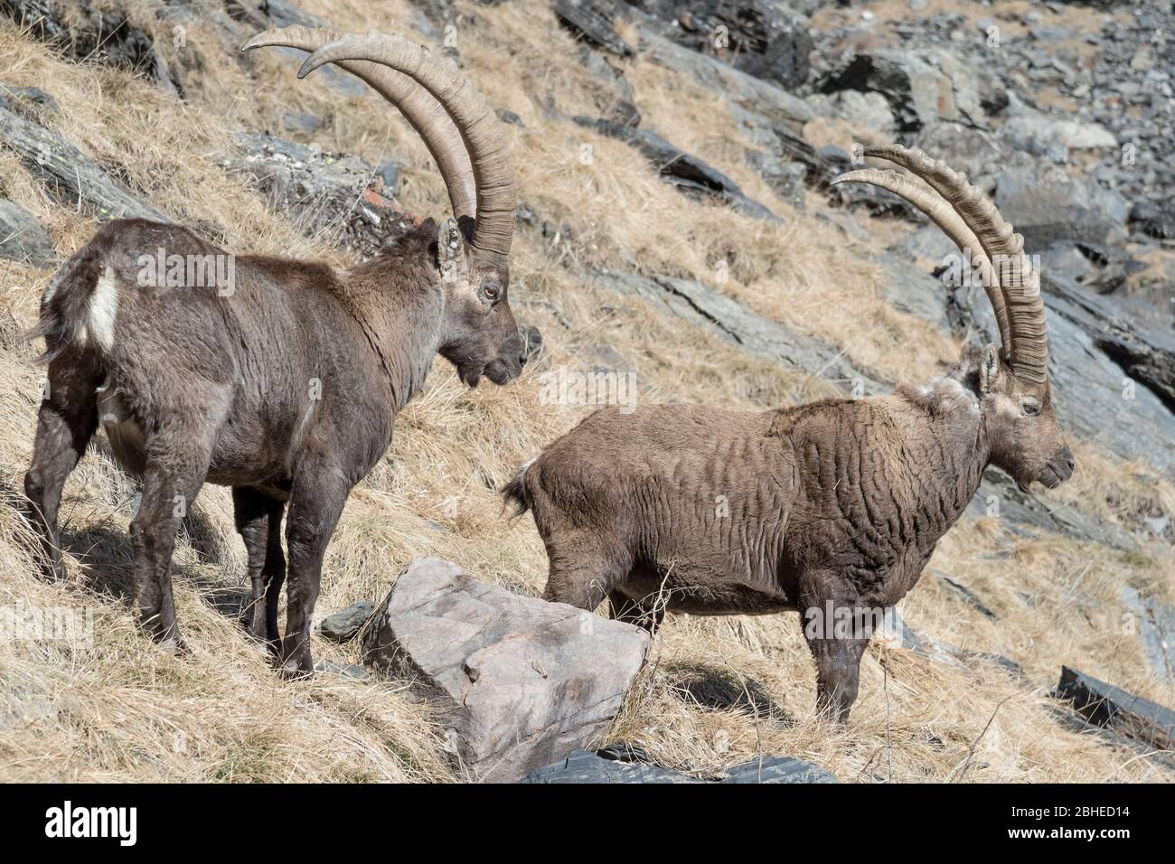 Hunting ibexes hi-res stock photography and images - Alamy