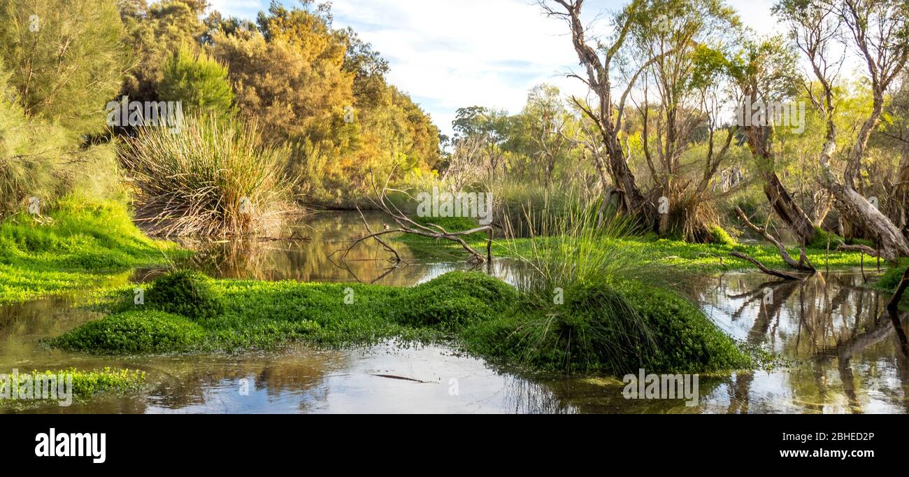Baigup Wetlands river flats vegetation beside the Swan River Perth ...