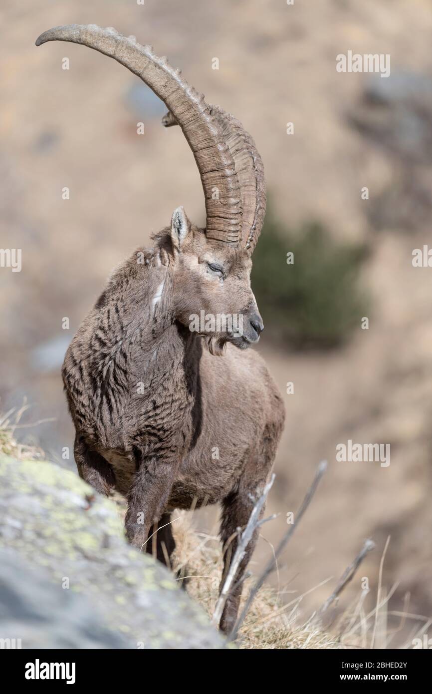 Beautiful ibex hi-res stock photography and images - Alamy