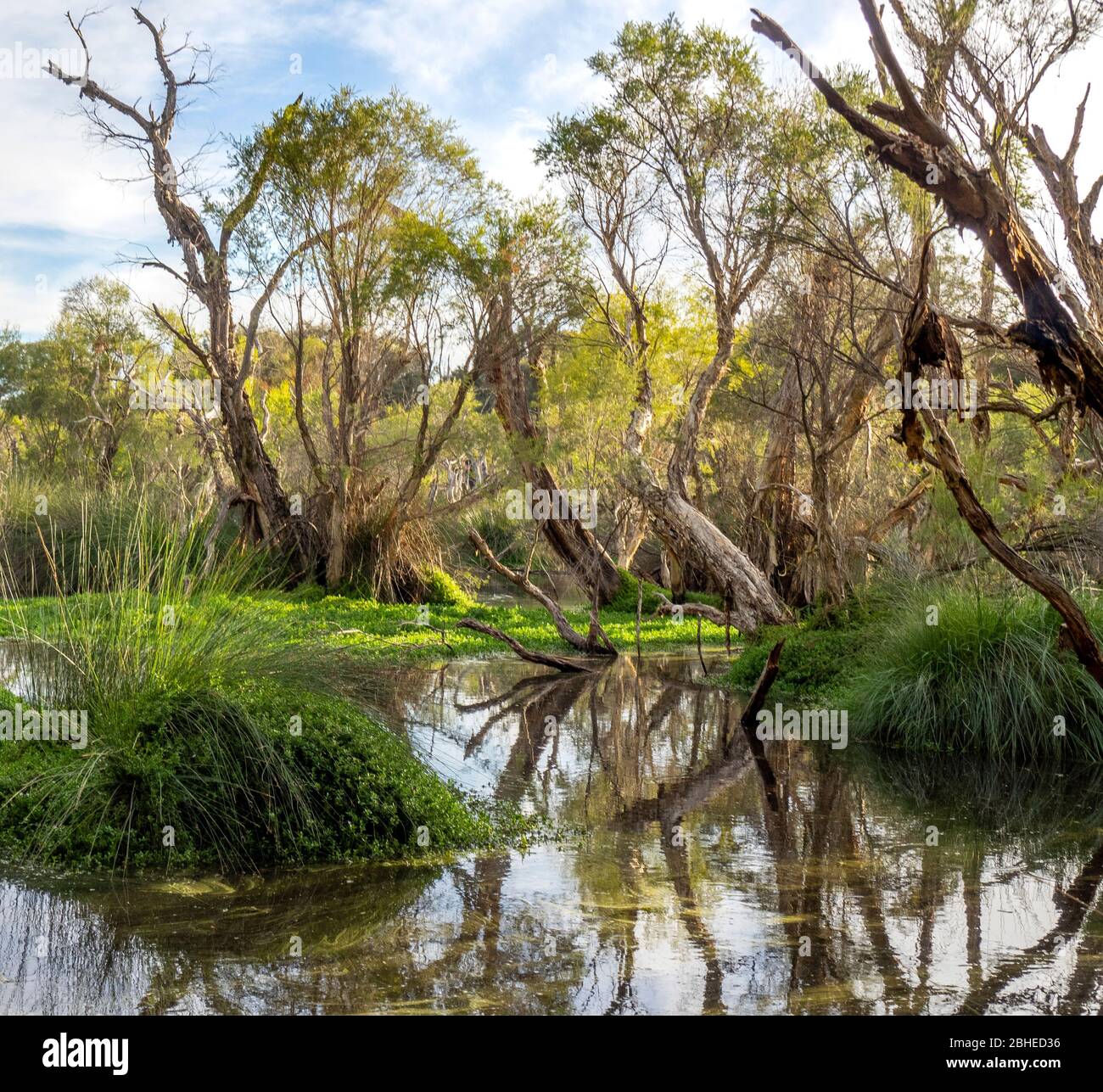 Baigup Wetlands river flats vegetation beside the Swan River Perth ...