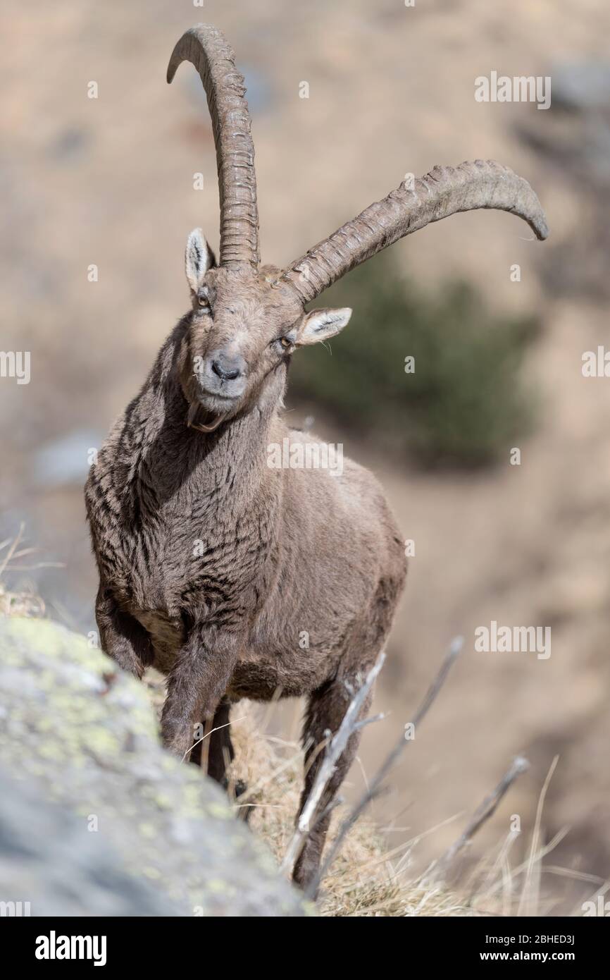 Alpine Ibex Goat Climbing High Resolution Stock Photography and Images ...