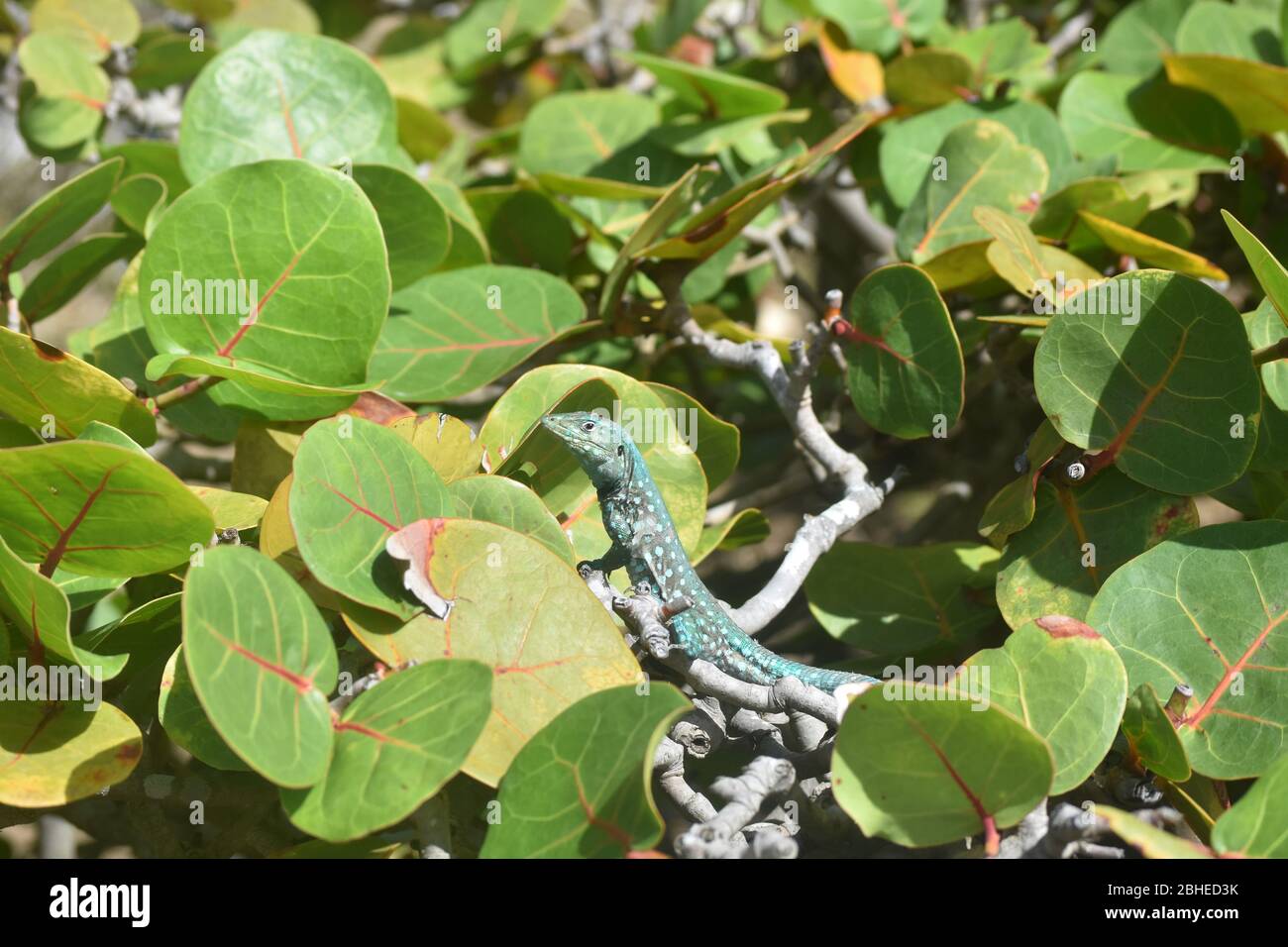 Liazard hi-res stock photography and images - Alamy