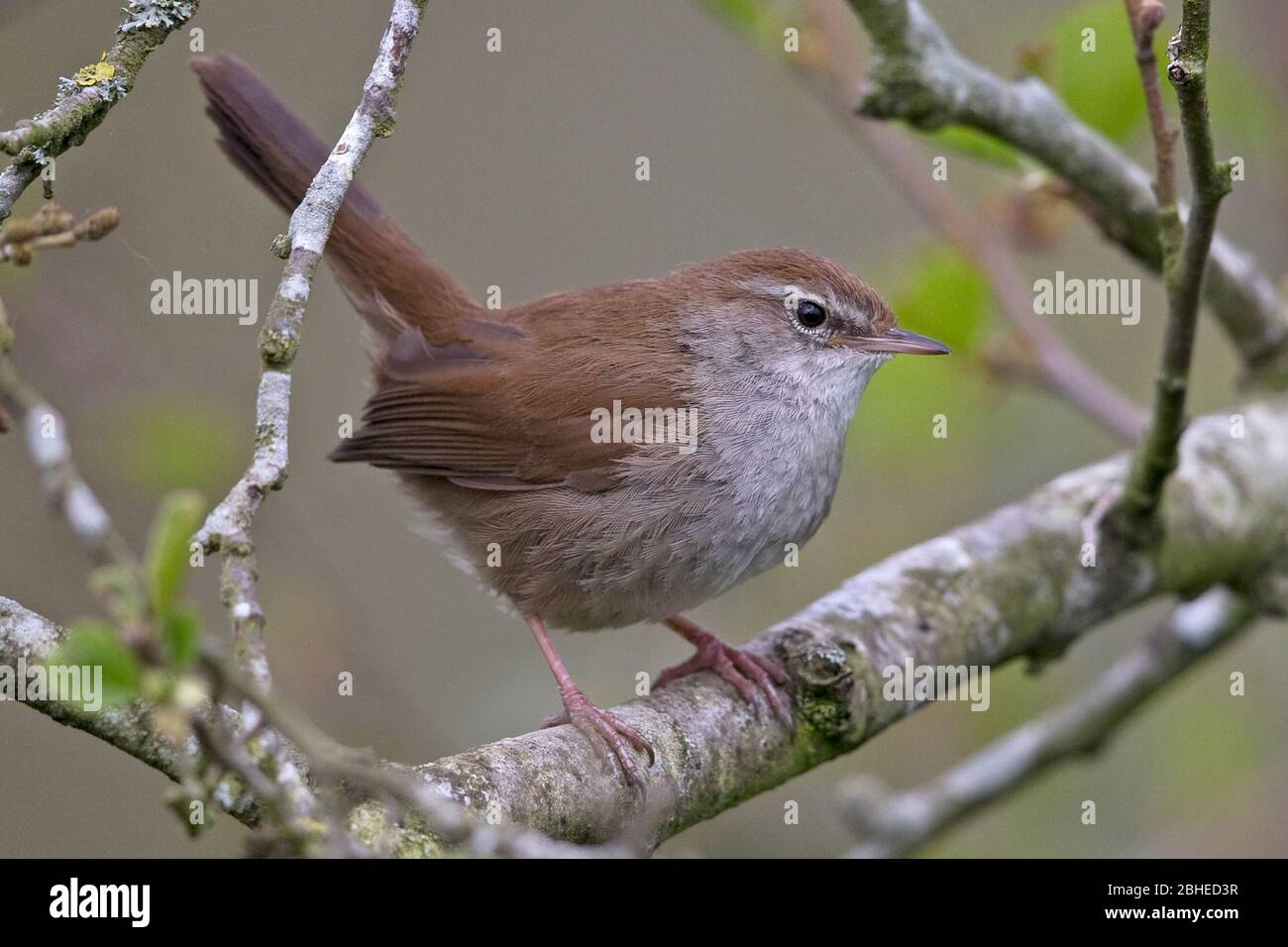 Cetti city hi-res stock photography and images - Alamy