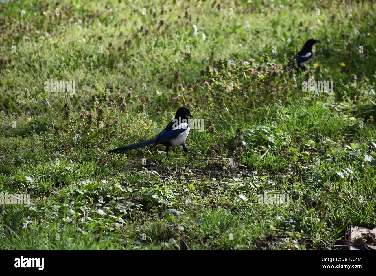 Crow in grass hi-res stock photography and images - Alamy