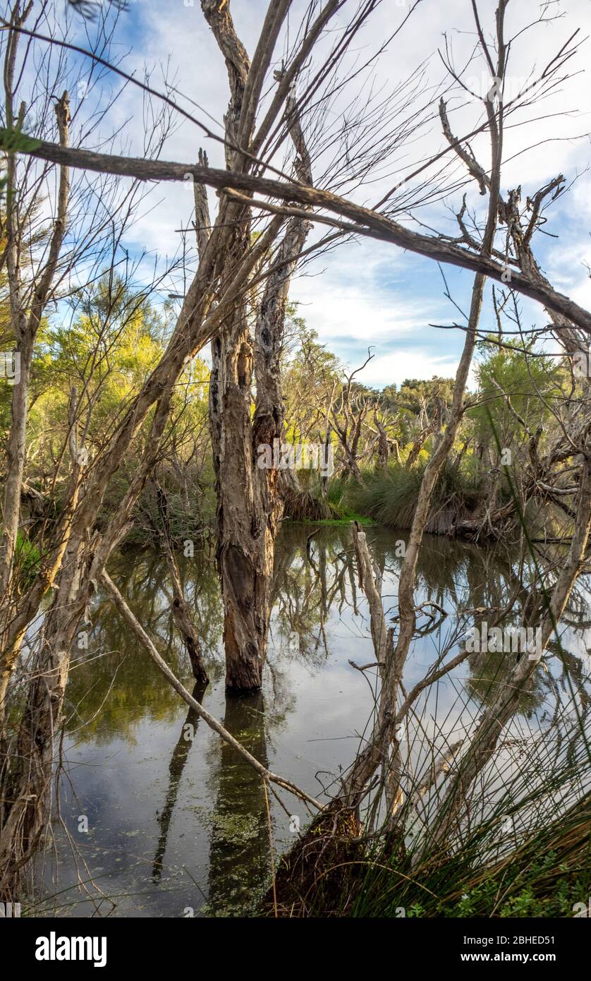 Baigup Wetlands river flats vegetation beside the Swan River Perth ...