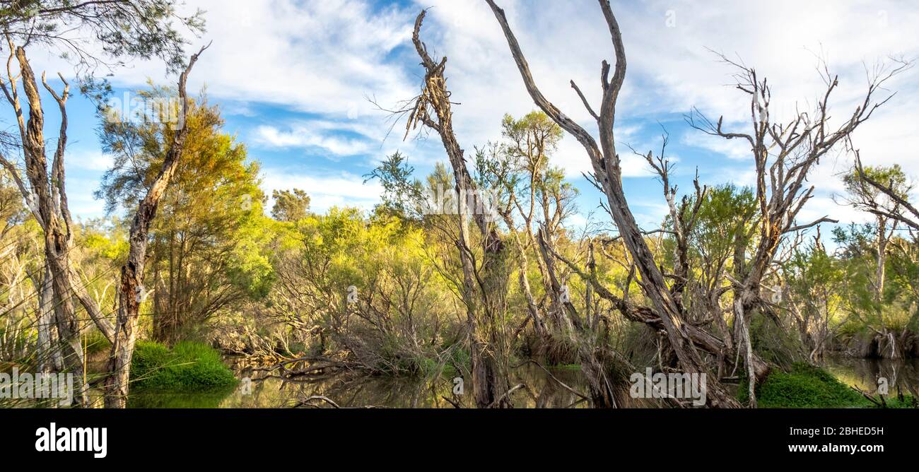 Baigup Wetlands river flats vegetation beside the Swan River Perth ...