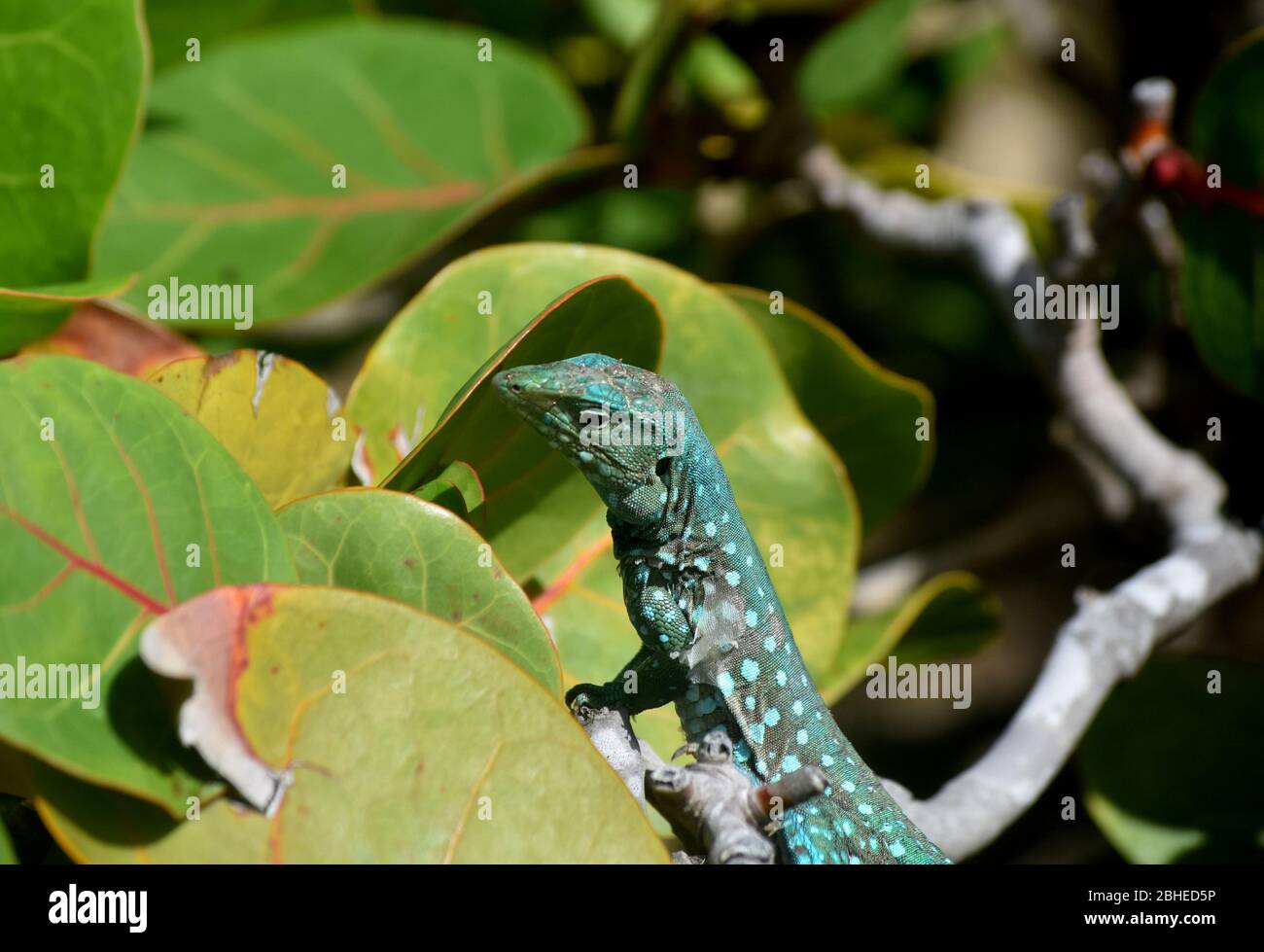 Aruba whiptail lizard hi-res stock photography and images - Alamy