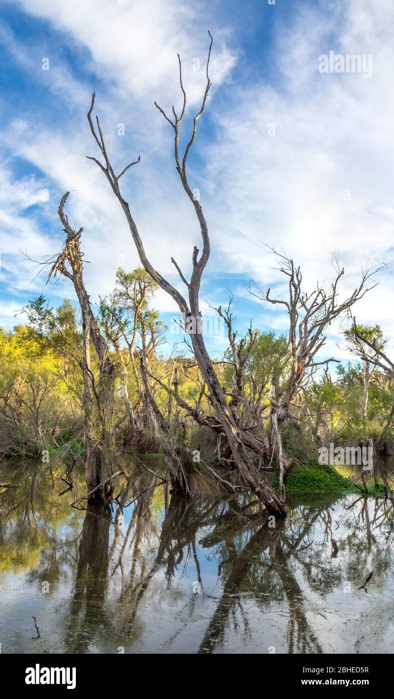 Western australia river paperbark hi-res stock photography and images ...