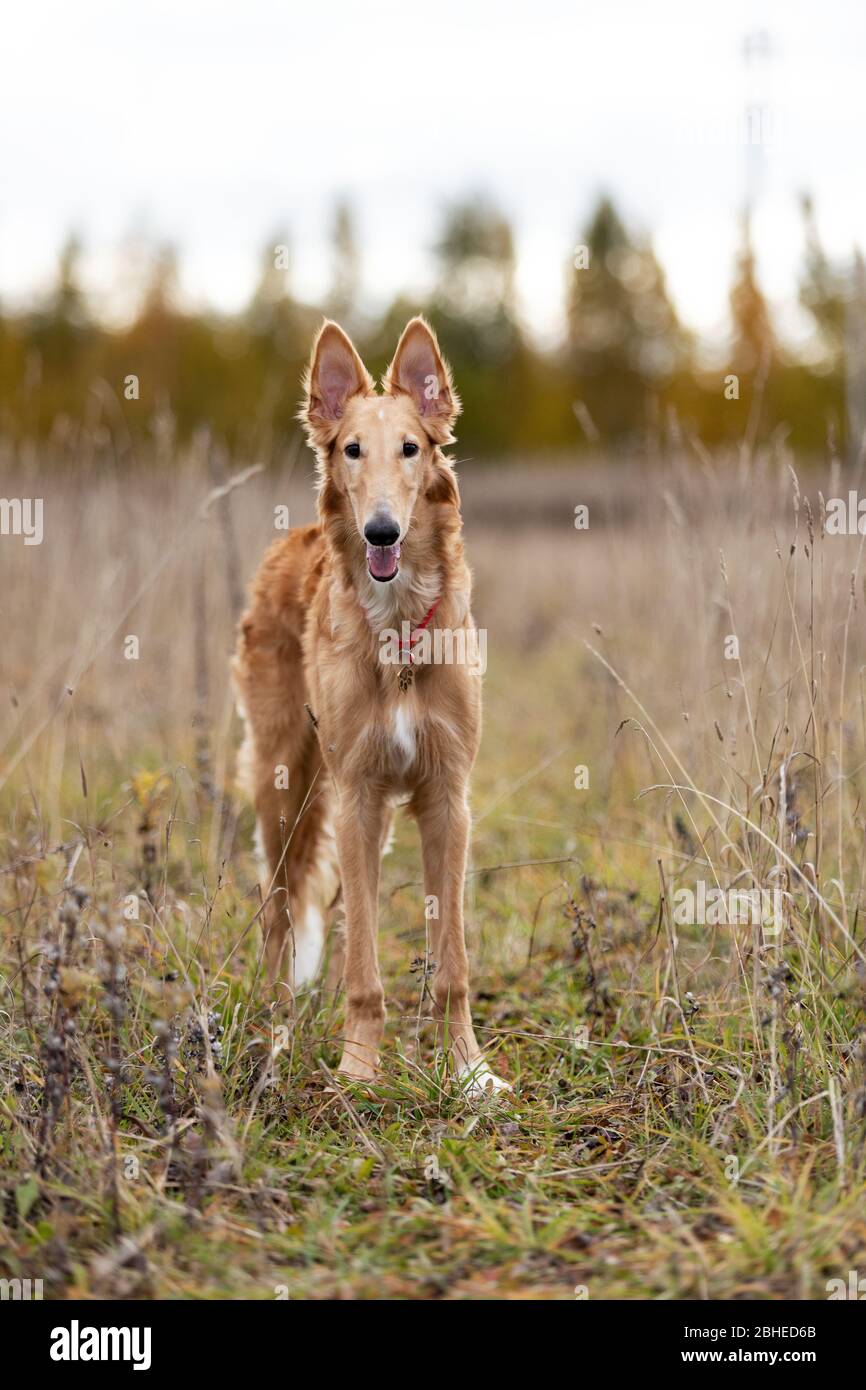 Borzoi walk hi-res stock photography and images - Alamy